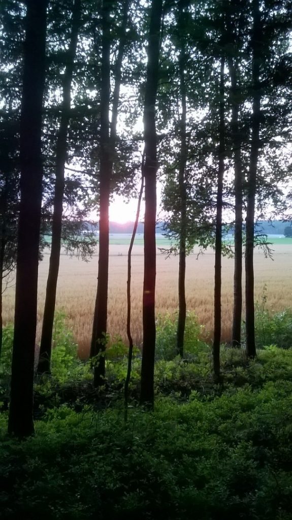 elokuu 17 maisema – Yli-Maarian koulu